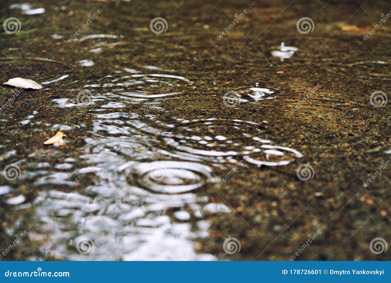 Close-up of a Large Puddle during Rain. on the Surface of the Water ...