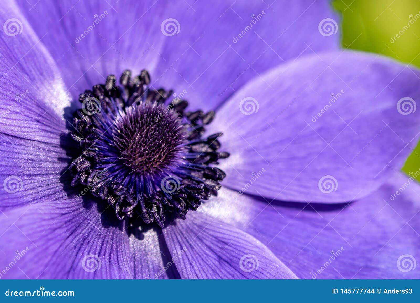 Large purple flower stock photo. Image of bouquet, flora - 145777744