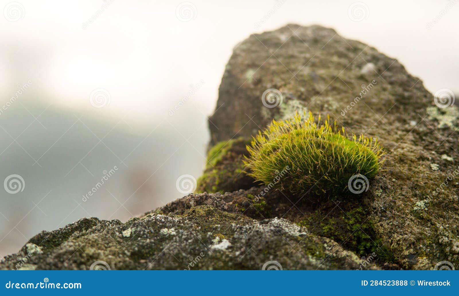 Close-up of a Large Rock with a Patch of Ceratodon Purpureus Moss ...