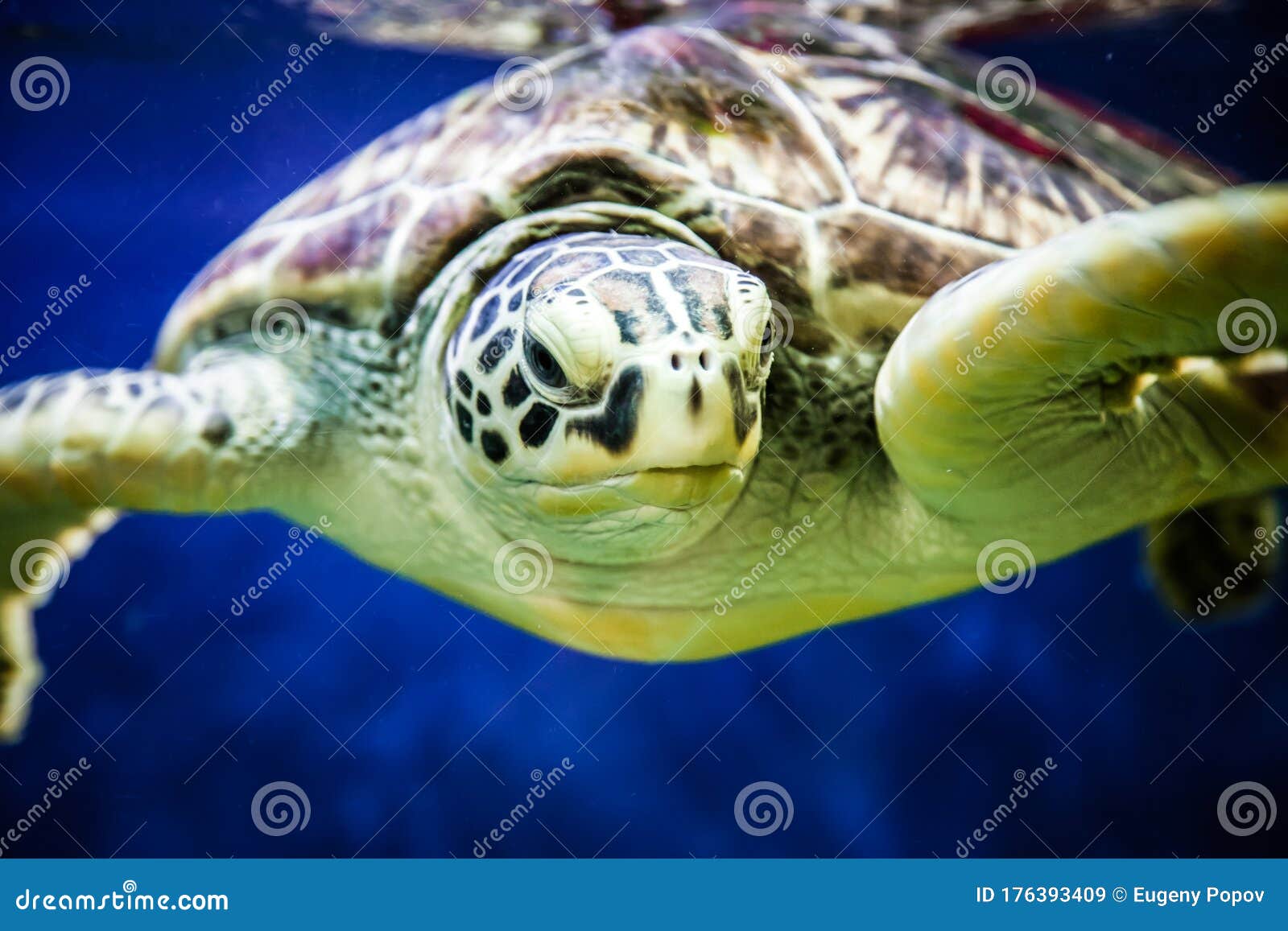 Close- Up of a Large Sea Turtle Stock Image - Image of aquarium ...