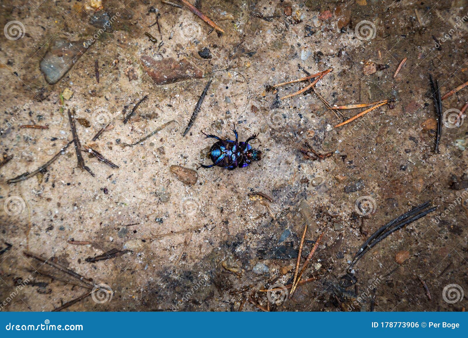 Close Up of a Large Shiny Beetle Bug Lying on Its Back on Forest Ground ...