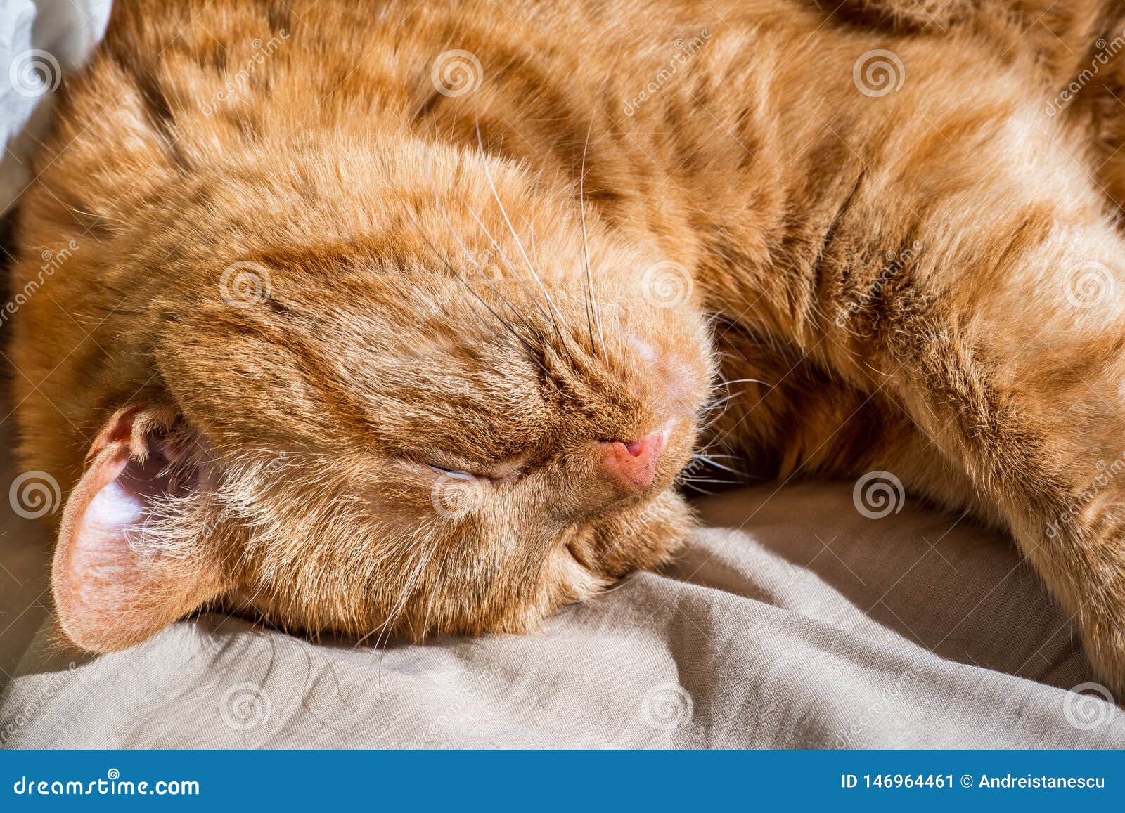 Close Up of Large, Sleeping, Orange Cat Stock Image - Image of alike ...