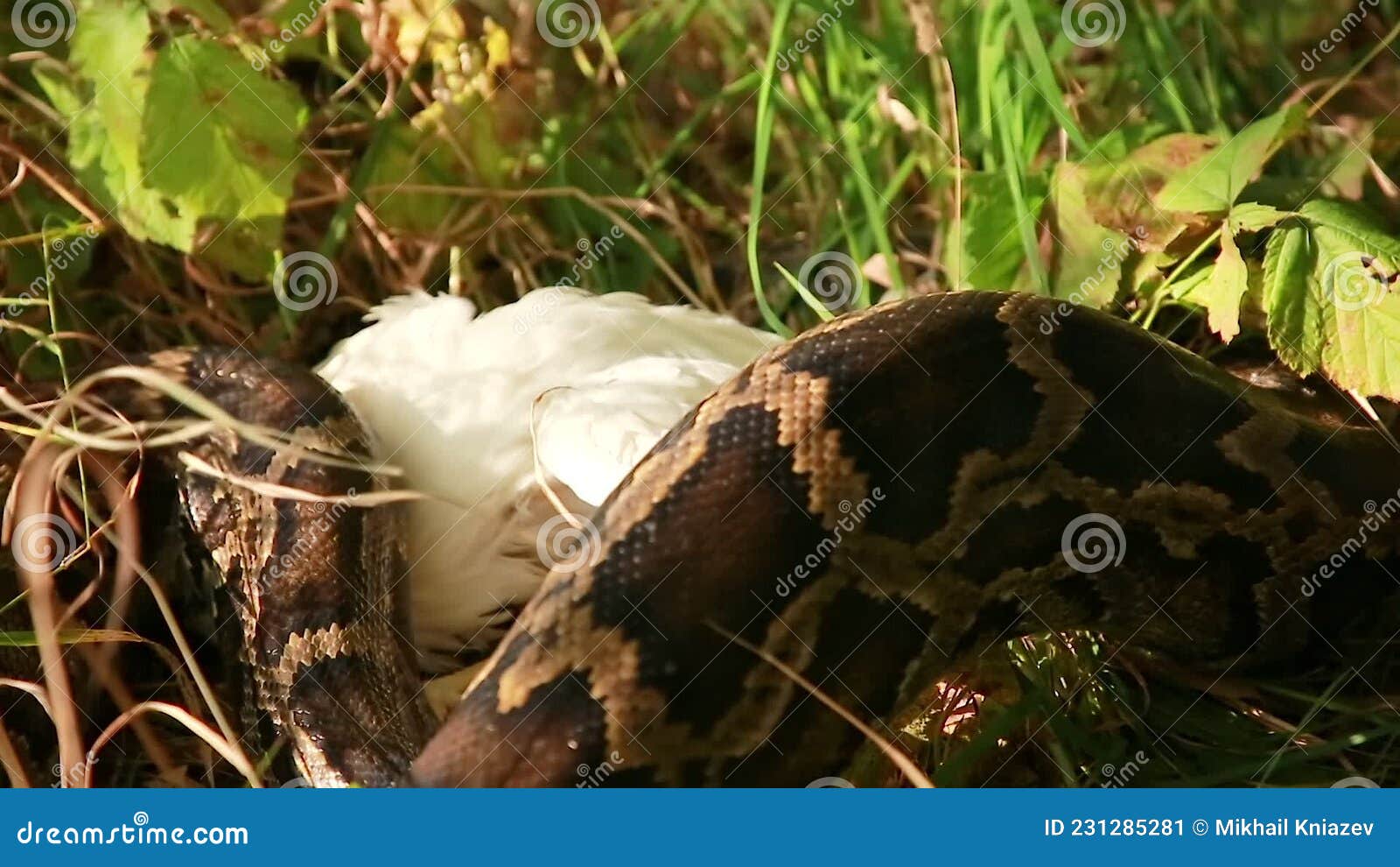 Boa Constrictor Eats Chicken in Nature Stock Video - Video of hunting ...