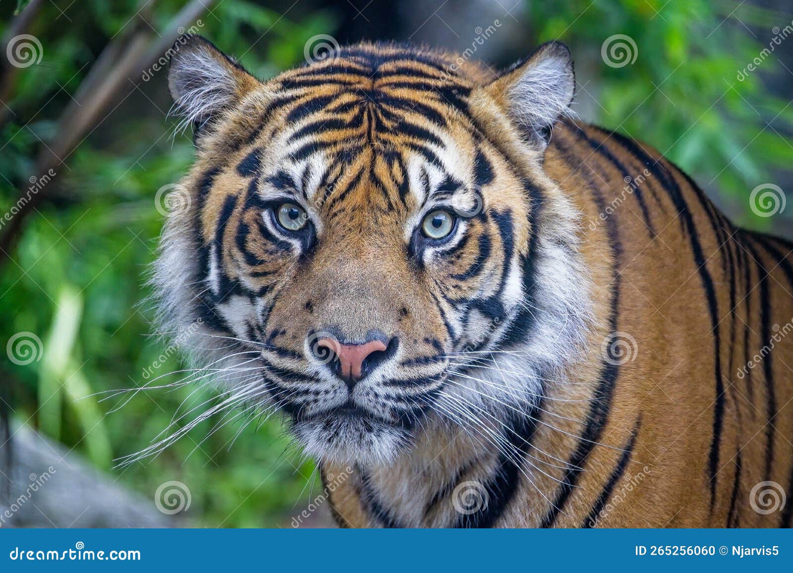Close Up of Large Tiger Head Staring Straight into Camera Stock Photo ...