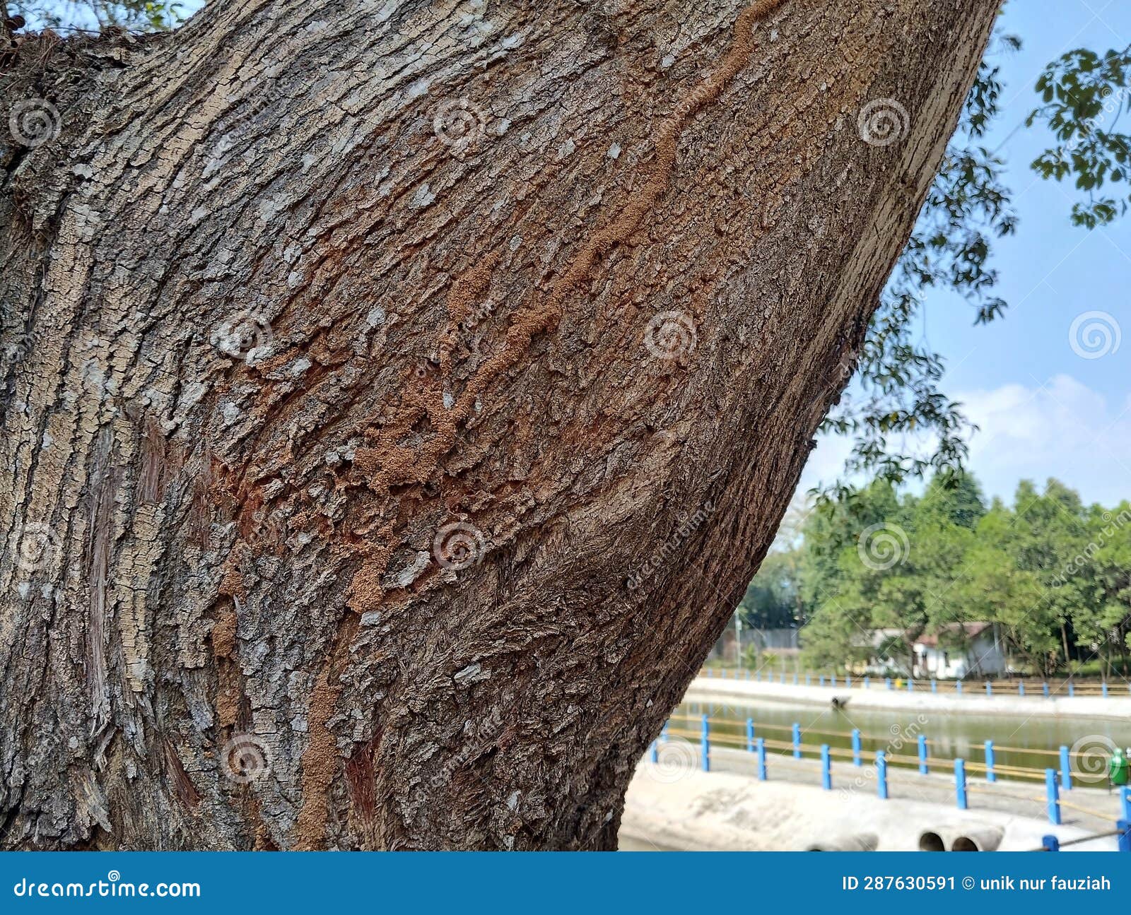 Close-up of a Large Tree Bark Texture Stock Image - Image of bark, soil ...