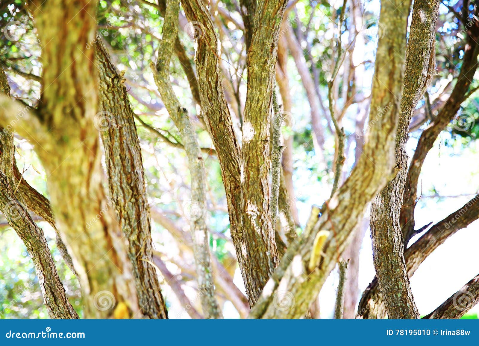 Close Up of Large Tree with Dry Branches Stock Photo - Image of ...