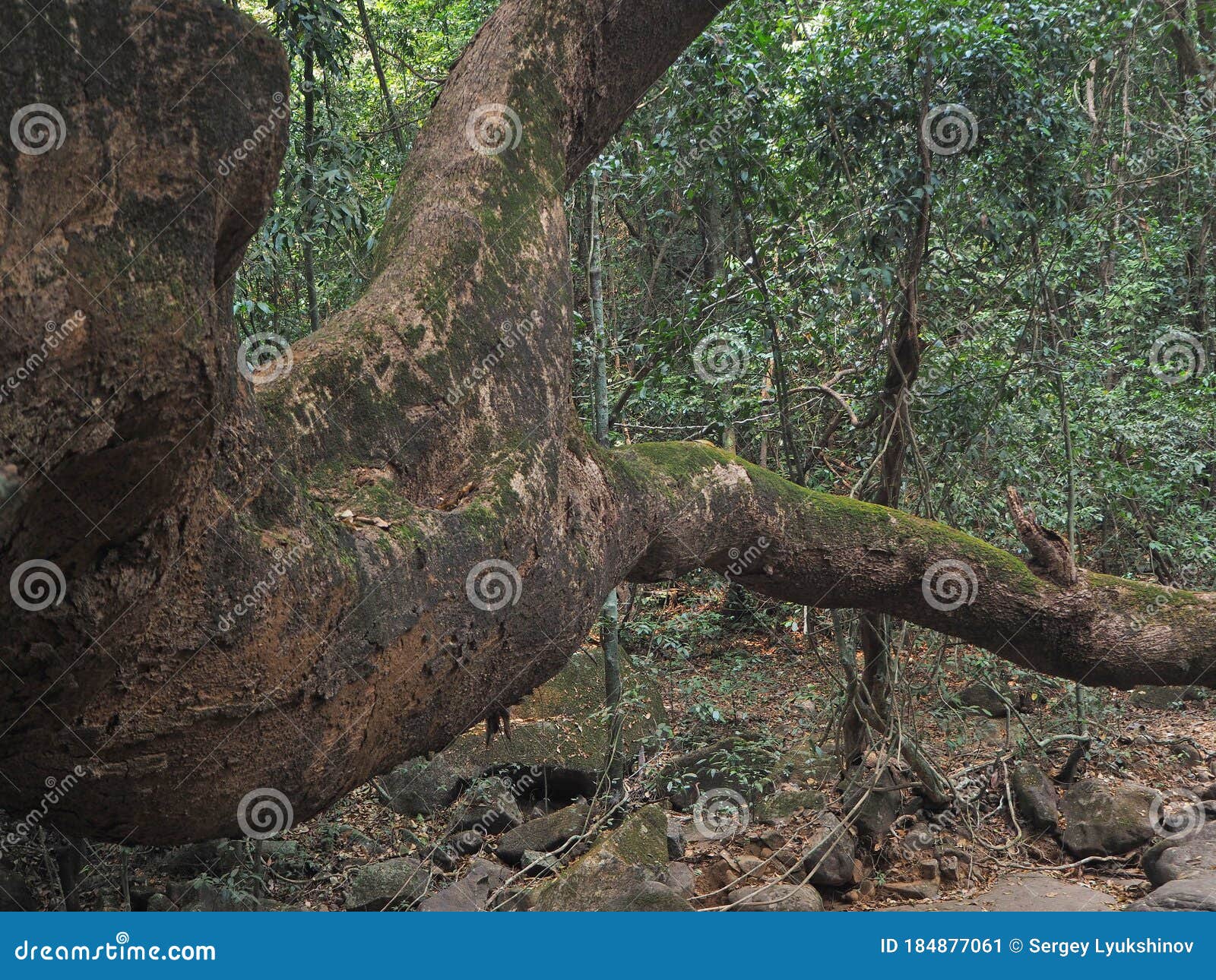 Close Up of a Large Tree Growing in the Jungle Stock Image - Image of ...