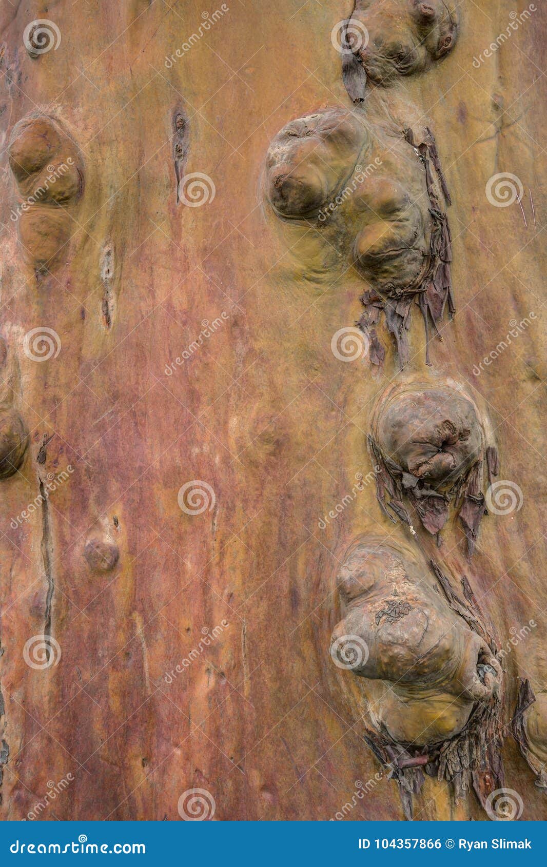Close Up of Large Tree Knots Stock Photo - Image of texture, naughty ...