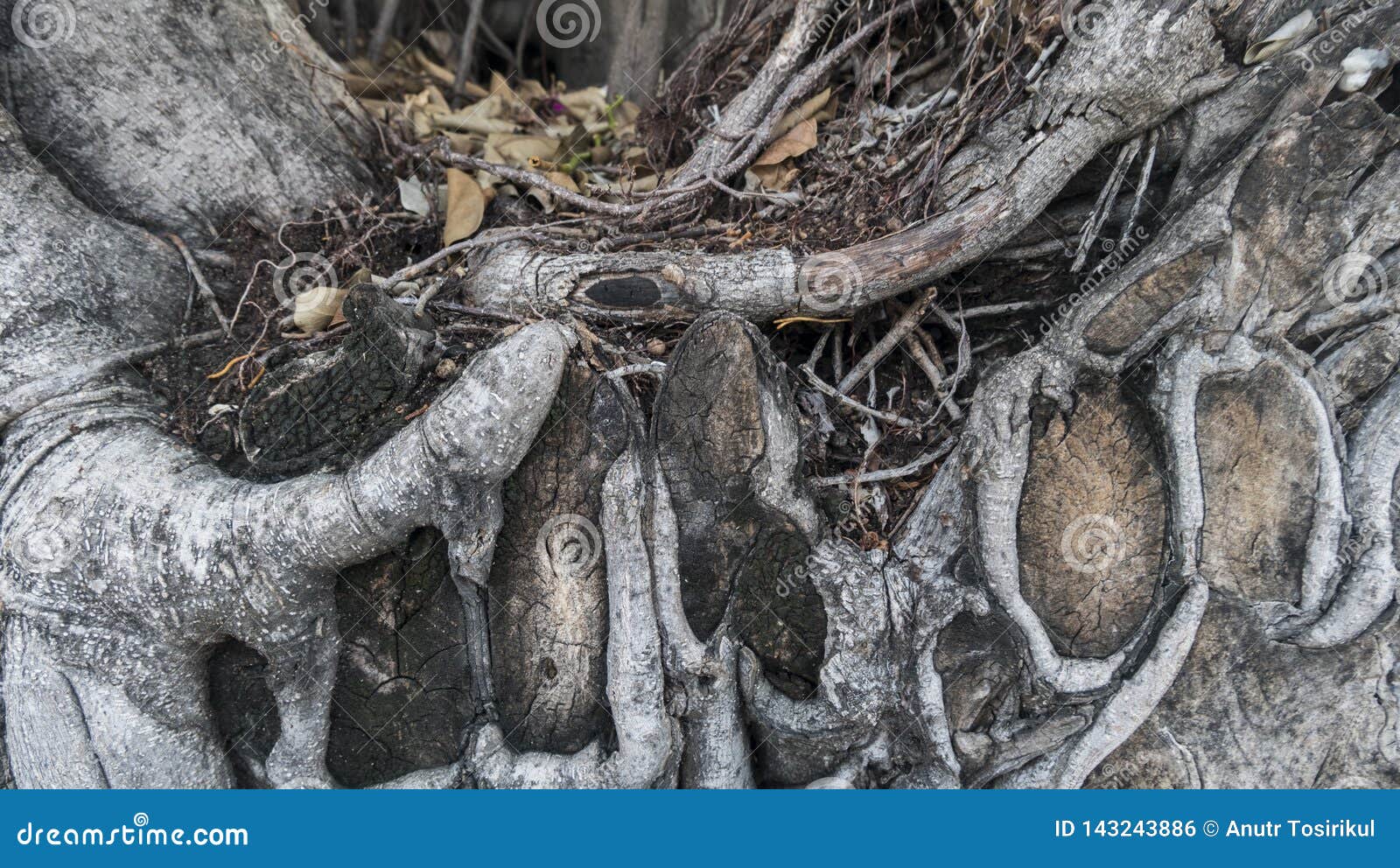 Close-up of Large Tree Roots Stock Photo - Image of bark, background ...