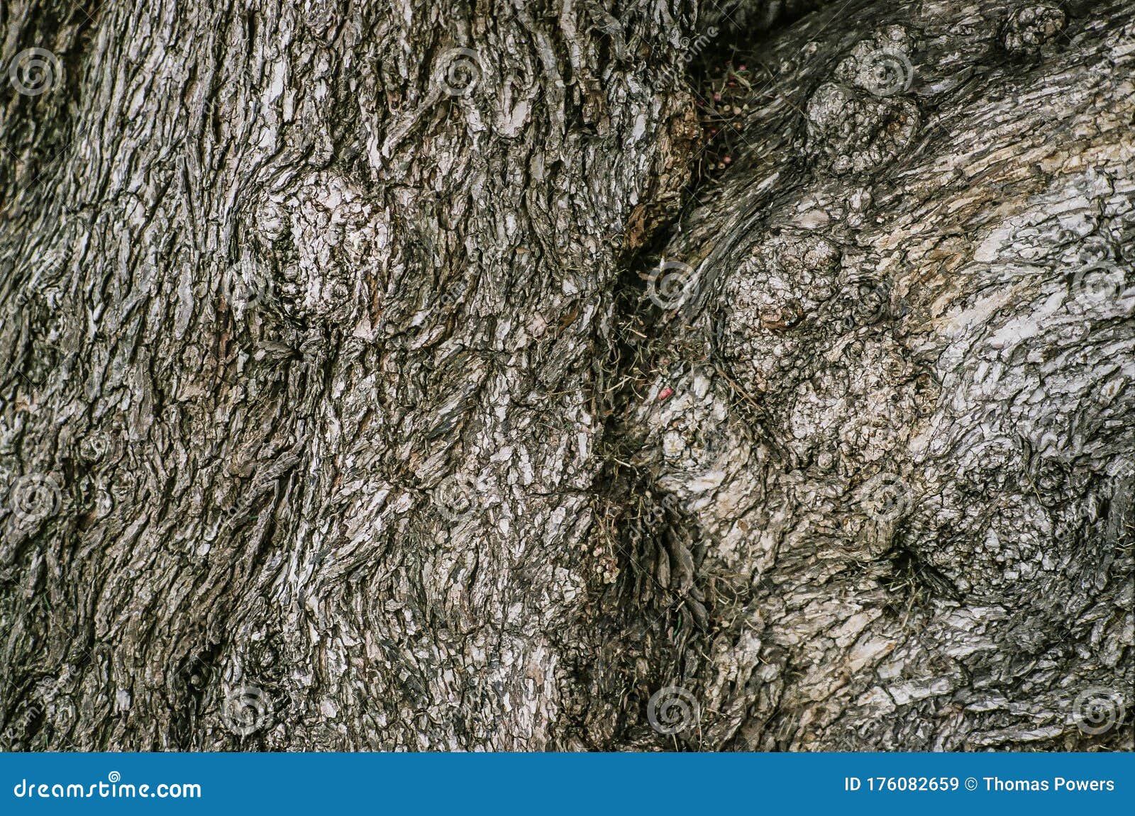 Close Up of Large Tree Trunk with Split Stock Image - Image of wild ...