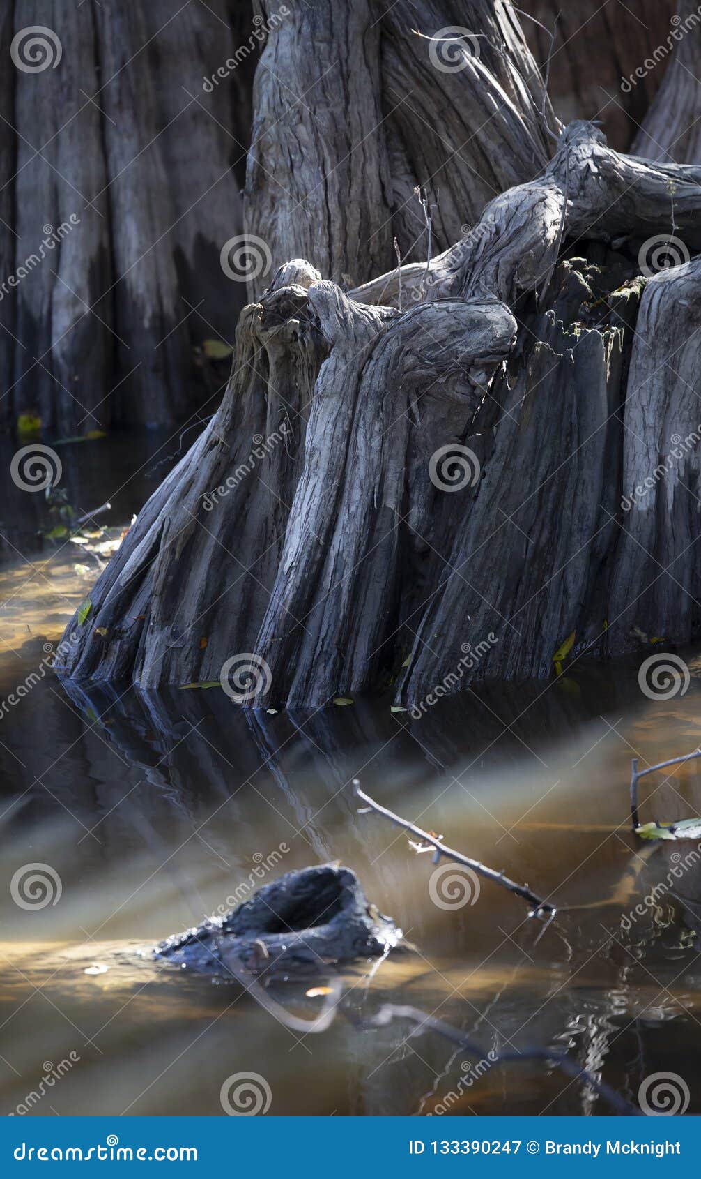 Large Trees Growing Out of Stream Stock Image - Image of freshwater ...