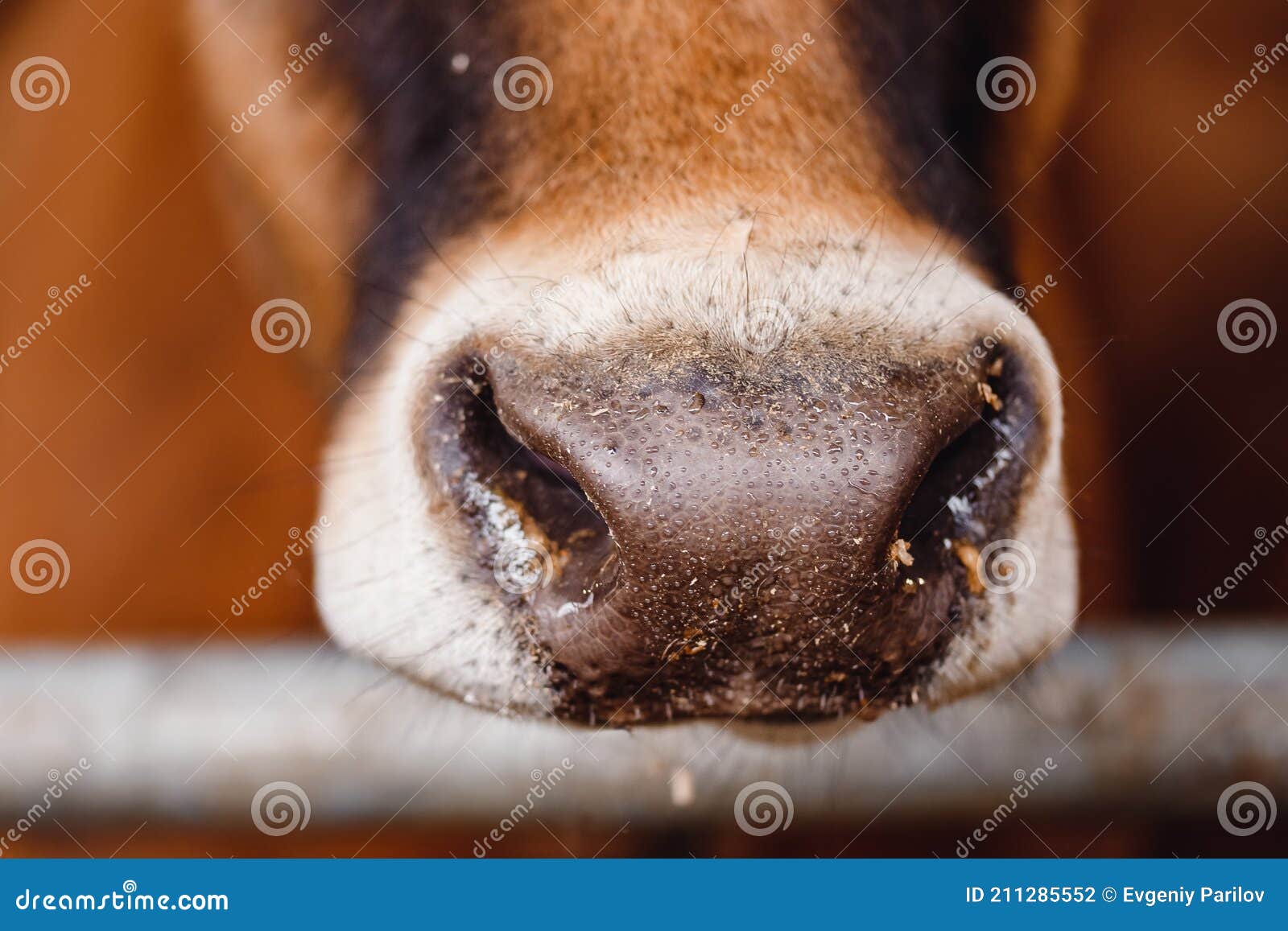 Close Up of Large Wet Nose of Red Cow Stock Photo - Image of equipment ...