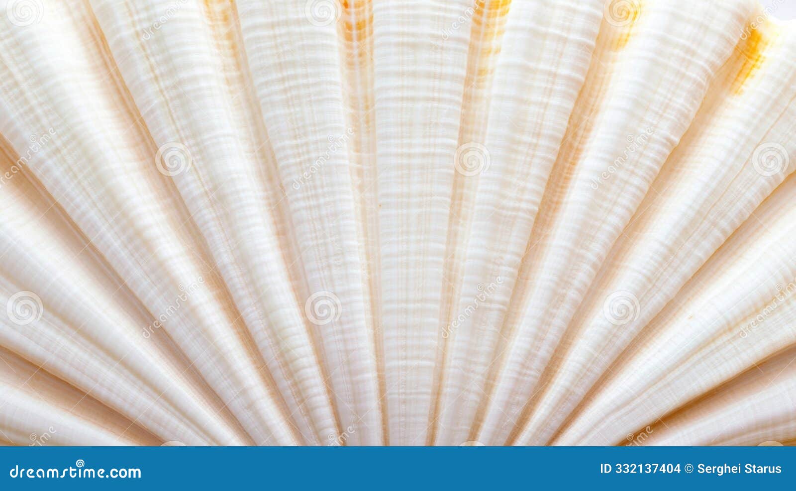 A Close Up of a Large White Shell with Yellow Spots, AI Stock Photo ...