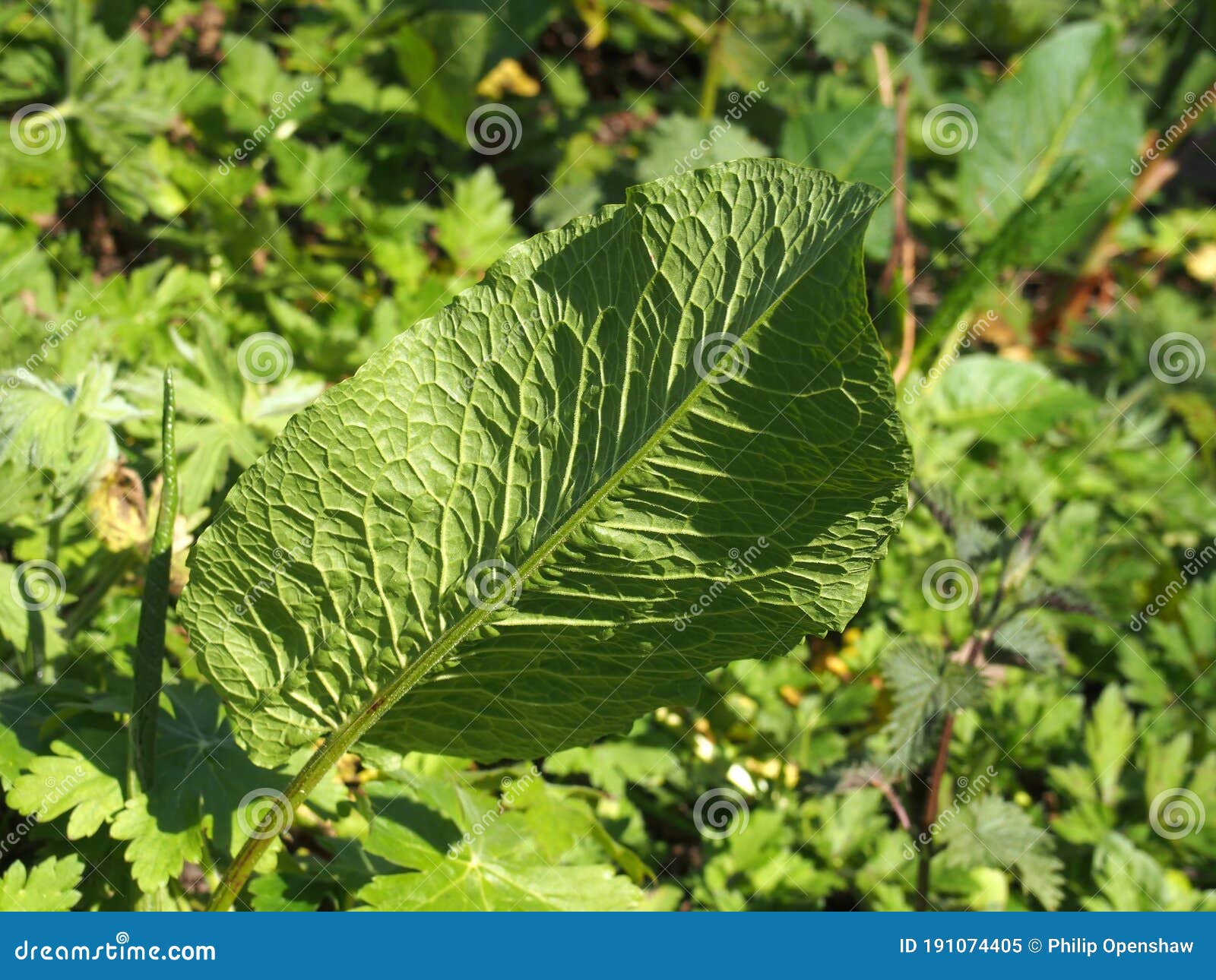 Close Up of a Large Young Common Dock Leaf in Woodland Vegetation in ...