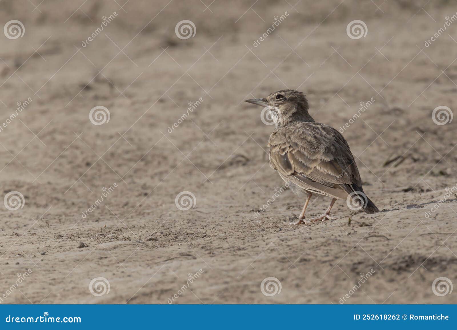 Close Up of Lark Standing on Ground Stock Photo - Image of standing ...