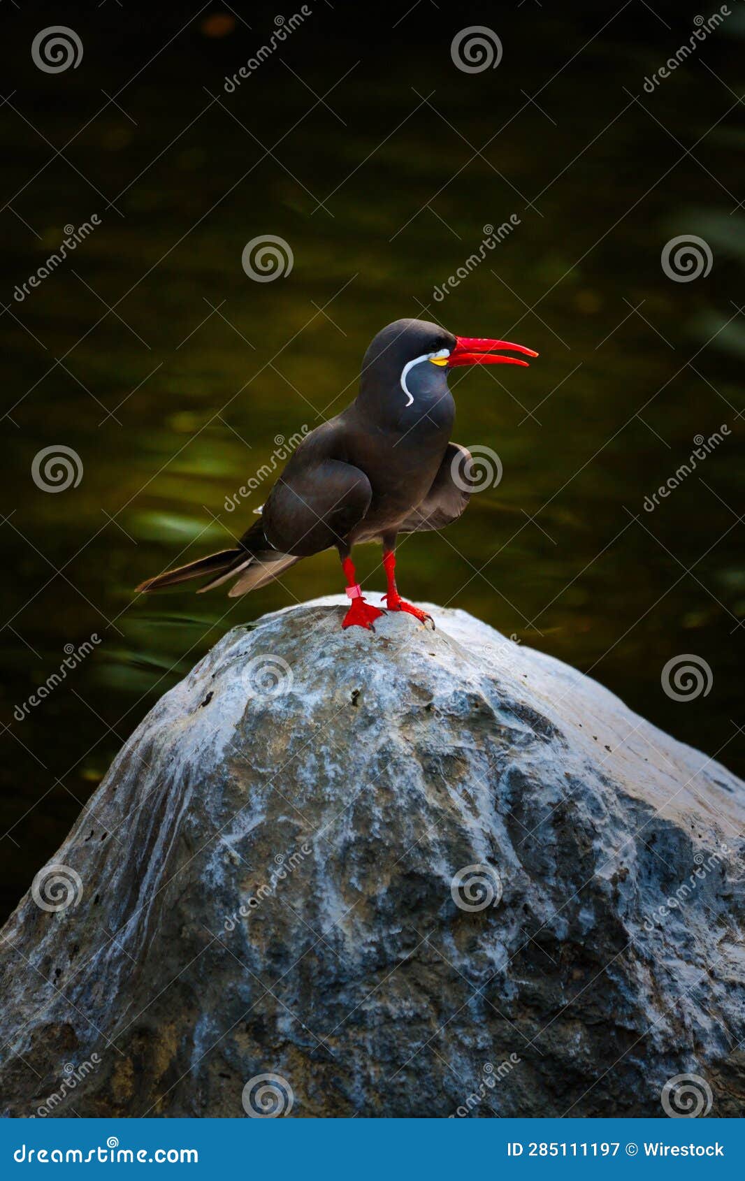 Close-up of a Larosterna Standing on a Rock Near a Pond Stock Image ...