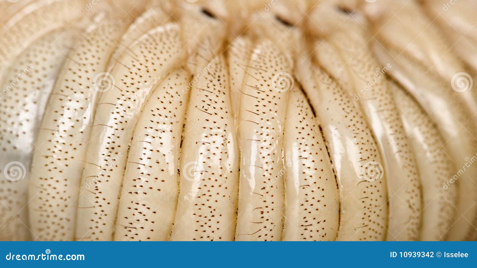 Close-up of Larva of a Hercules Beetle Stock Photo - Image of nature ...