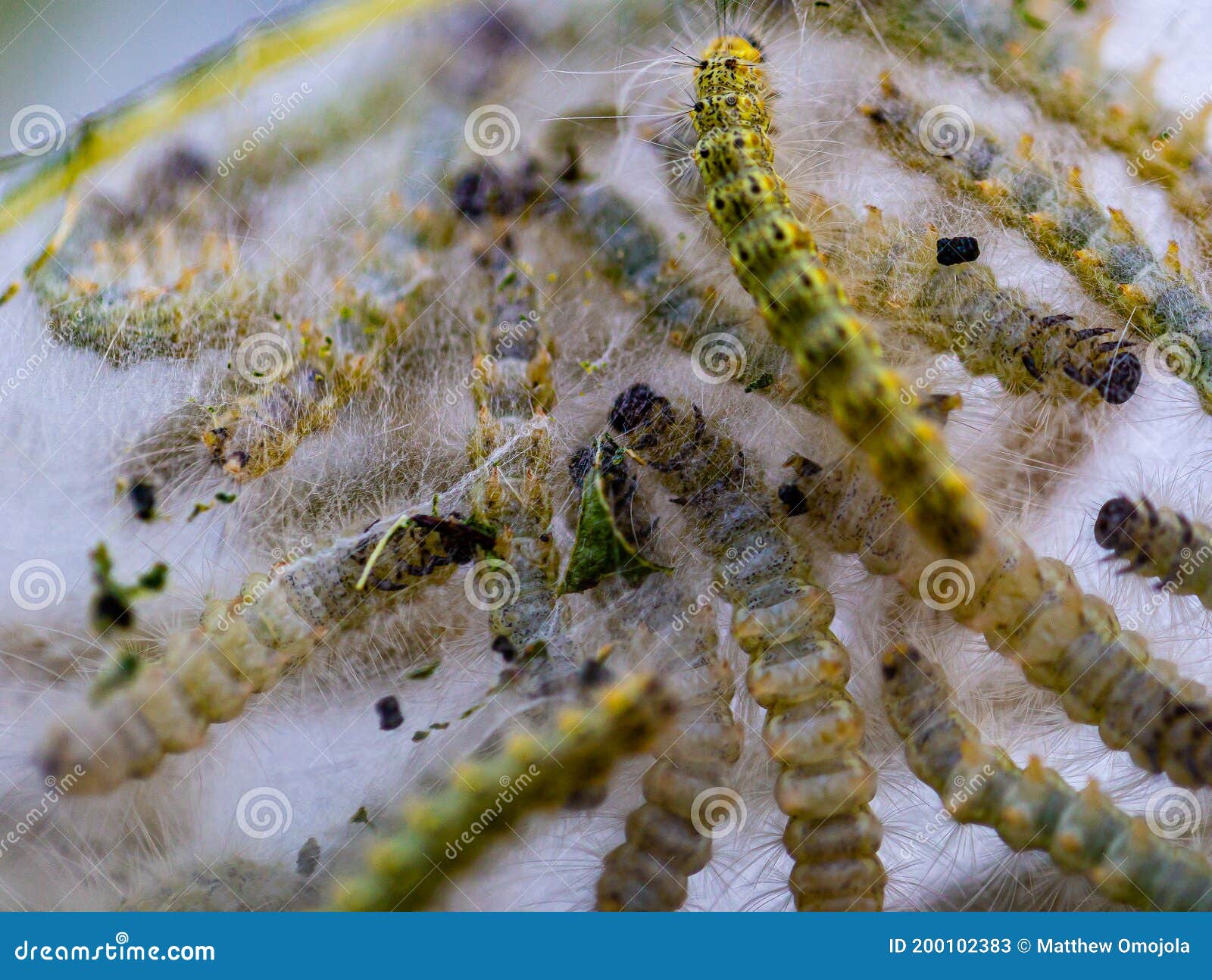 Close Up Larvae or Caterpillars in Webbed Silken Nest of the Fall ...
