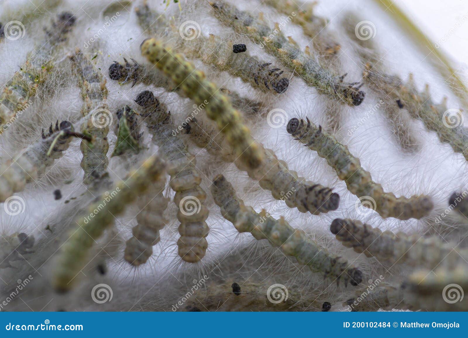 Close Up Larvae or Caterpillars in Webbed Silken Nest of the Fall ...
