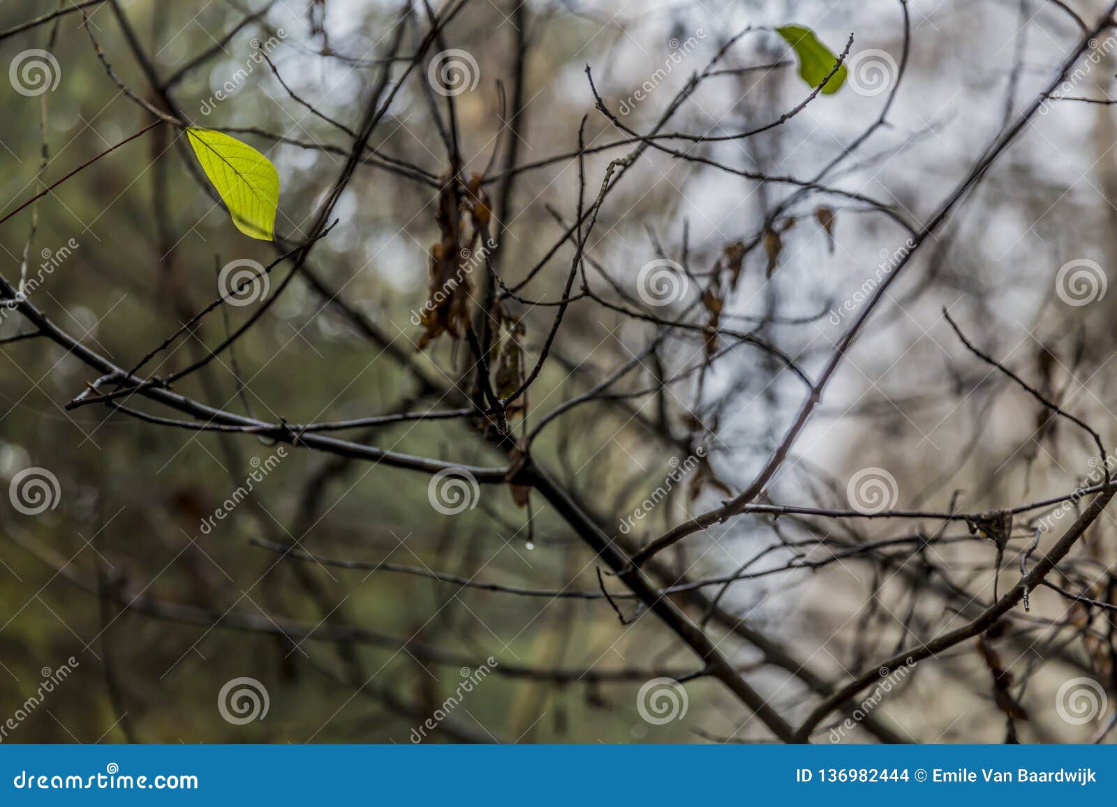 Close Up of the Last Green Leaf of a Tree in the Forest Stock Photo ...