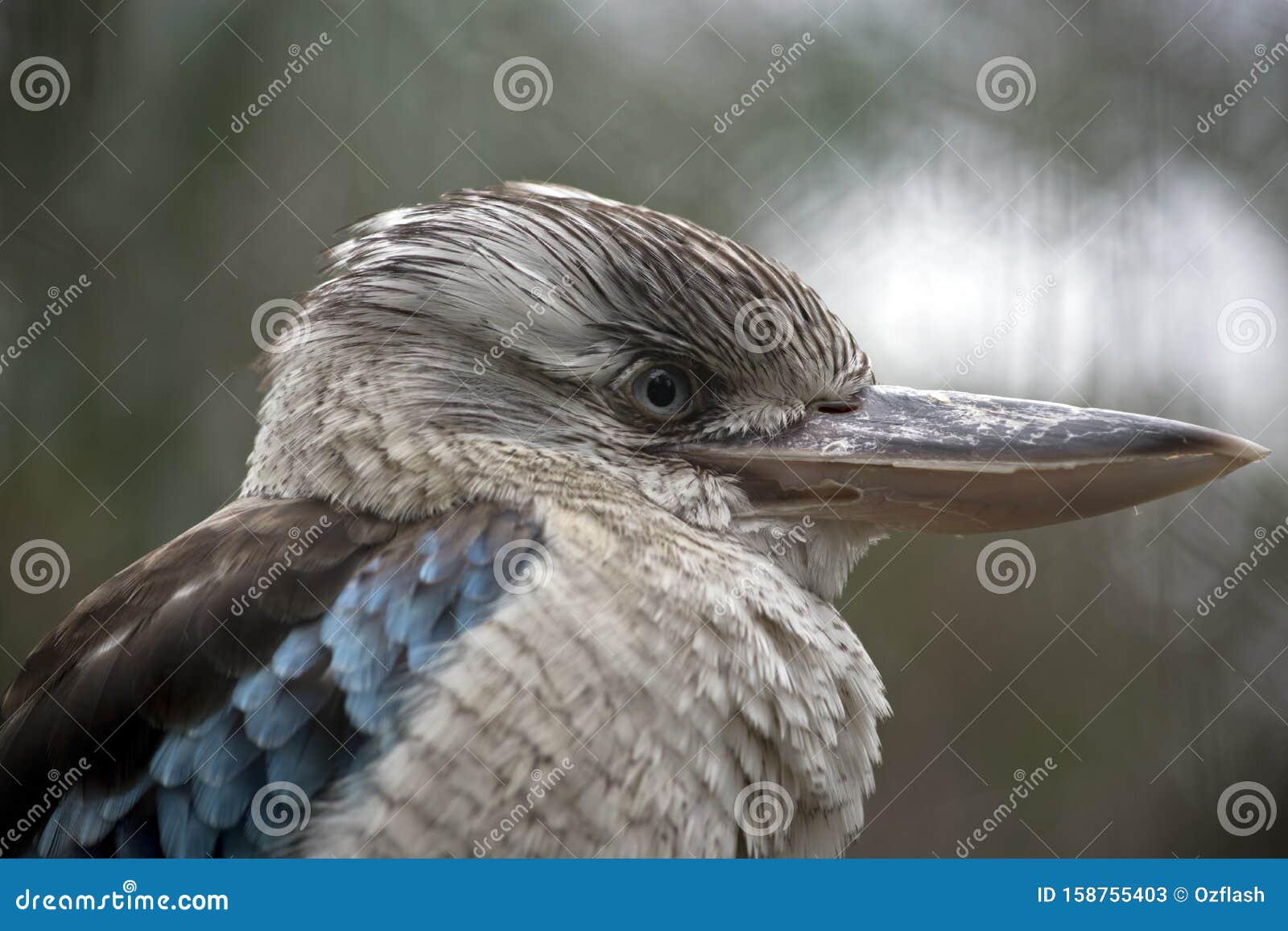 This is a Close Up of a Laughing Kookaburra Stock Image - Image of ...