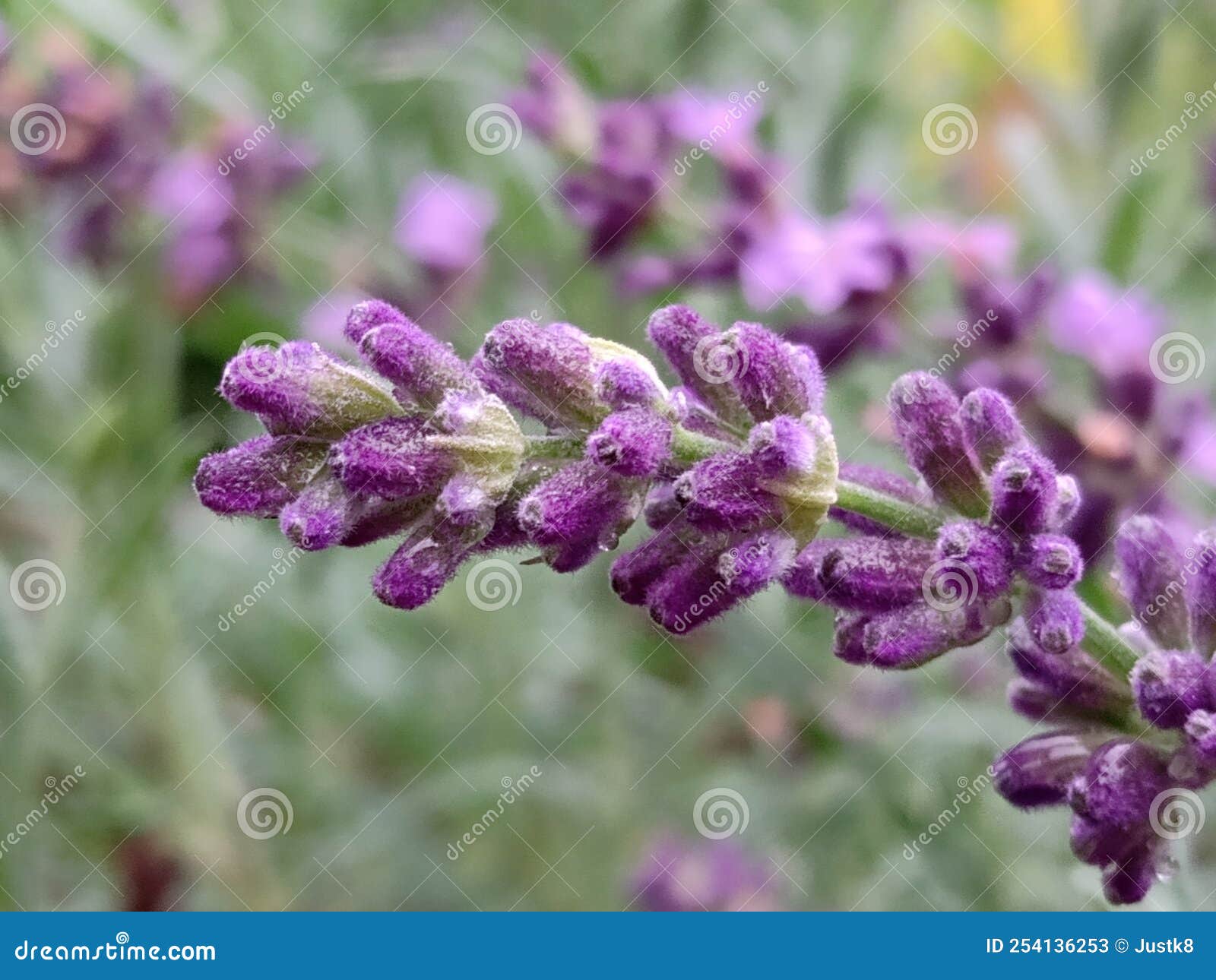 Close up of lavender stock image. Image of shrub, violet - 254136253