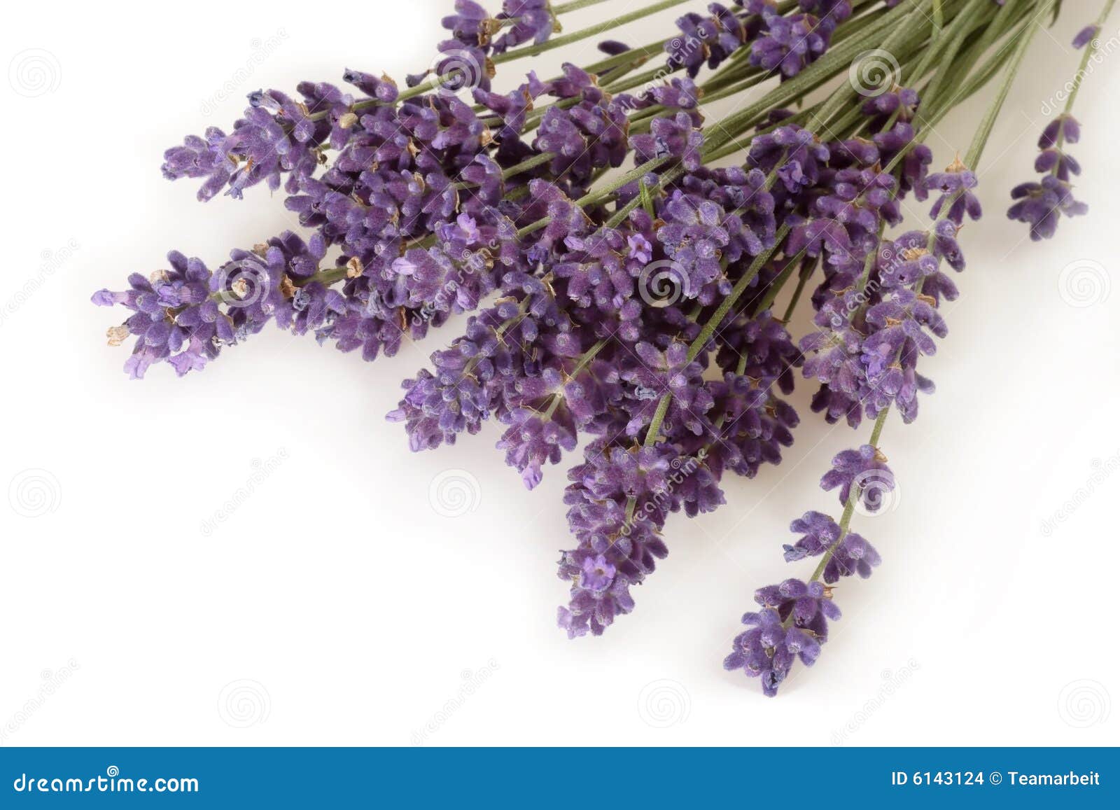 Close-up of Lavender stock photo. Image of natural, nature - 6143124