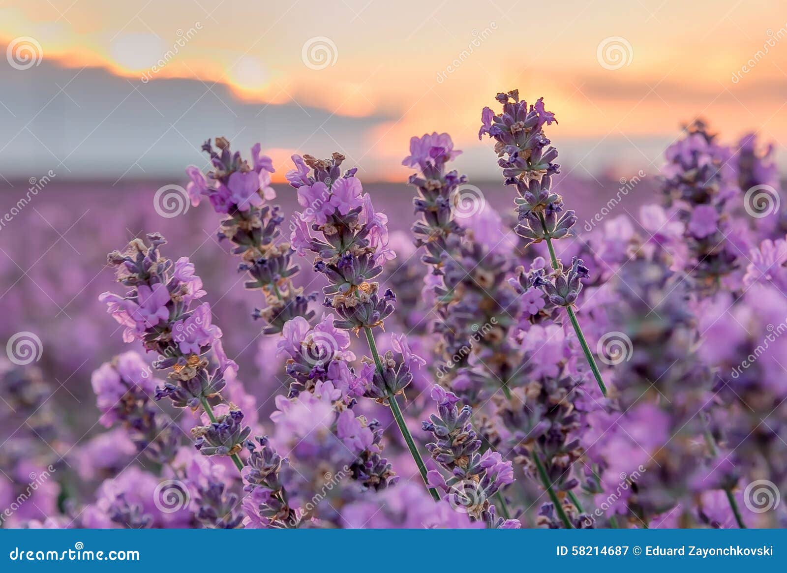 Close up lavender field stock image. Image of bloom, fragrance - 58214687