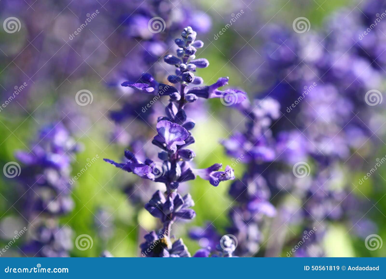 Close Up Lavender Flower in Field Stock Image - Image of florist ...