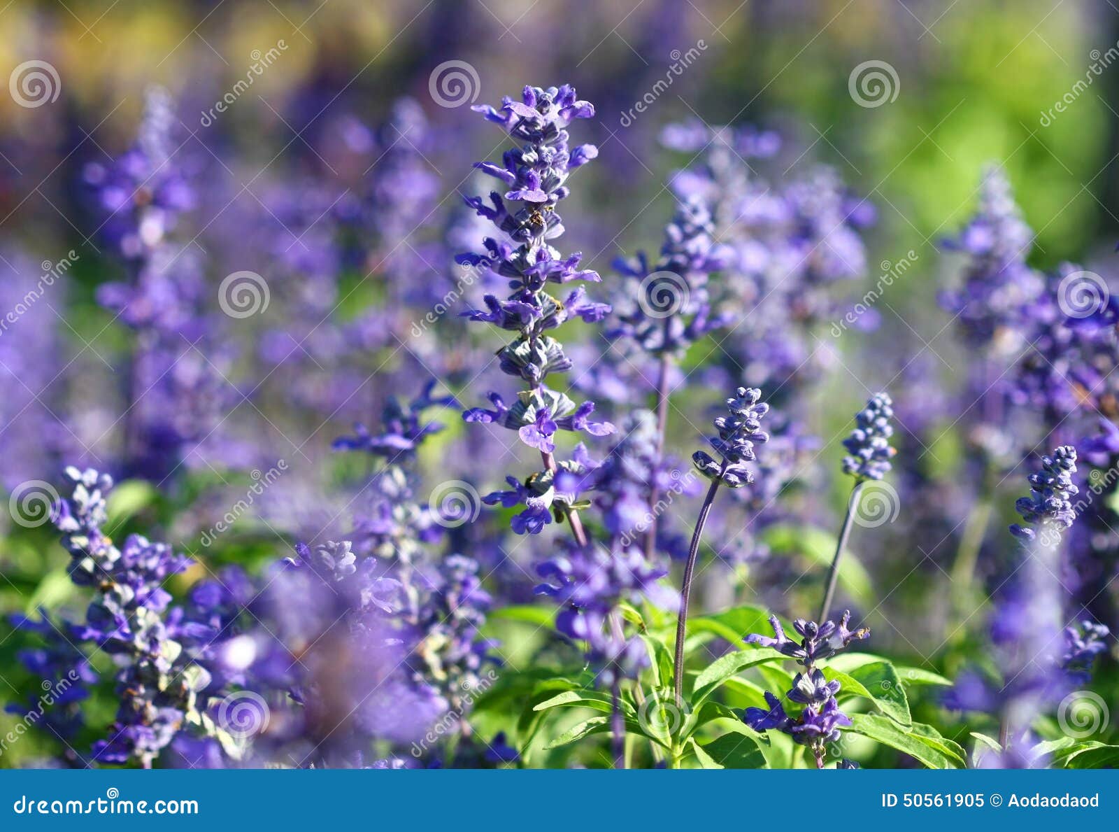 Close Up Lavender Flower in Field Stock Image - Image of farming, bloom ...