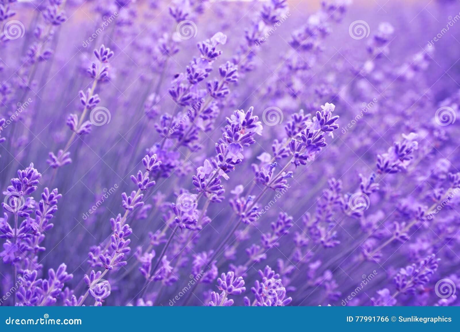Close Up of Lavender Flowers. Soft Focus of Lavender Field. Stock Photo ...