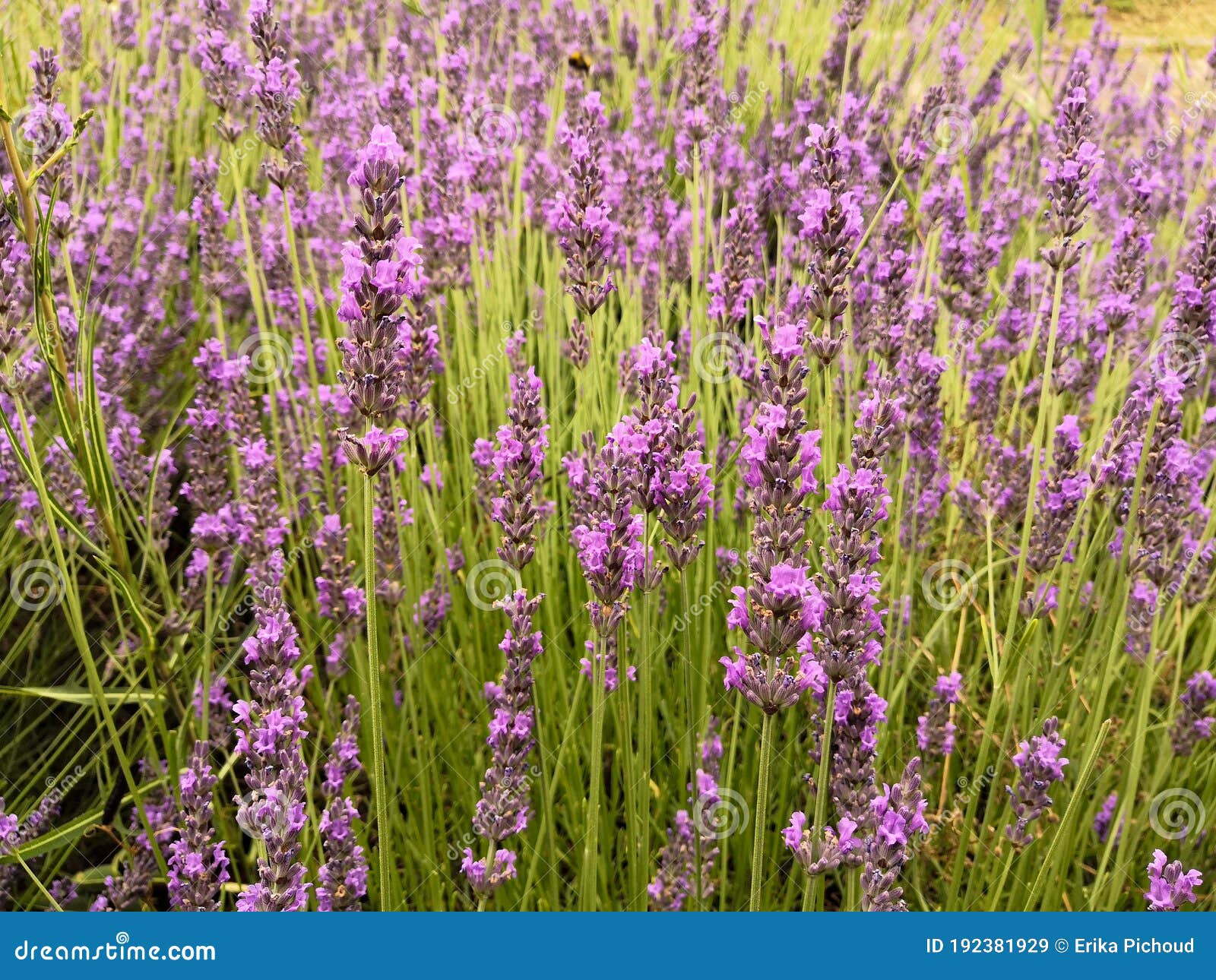 Close Up on Lavender Plants Stock Image - Image of plants, ornamental ...