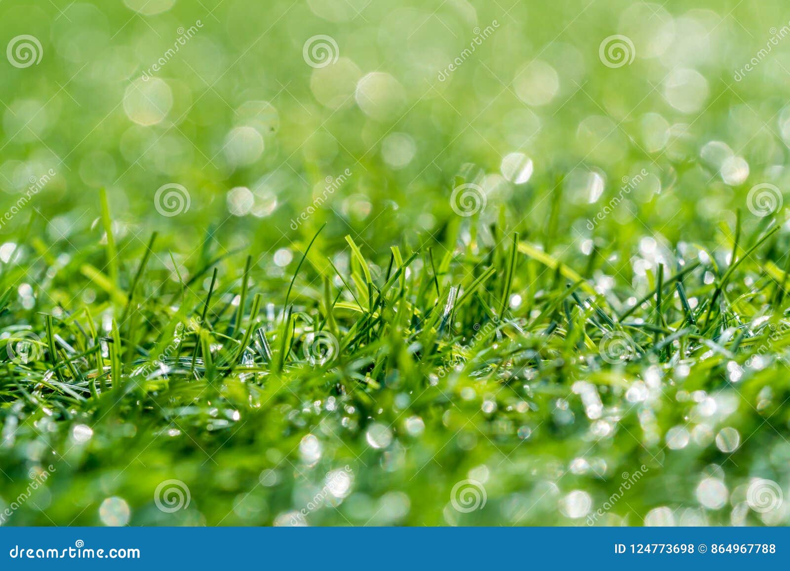 Close-up of lawn greenery stock photo. Image of dicui - 124773698