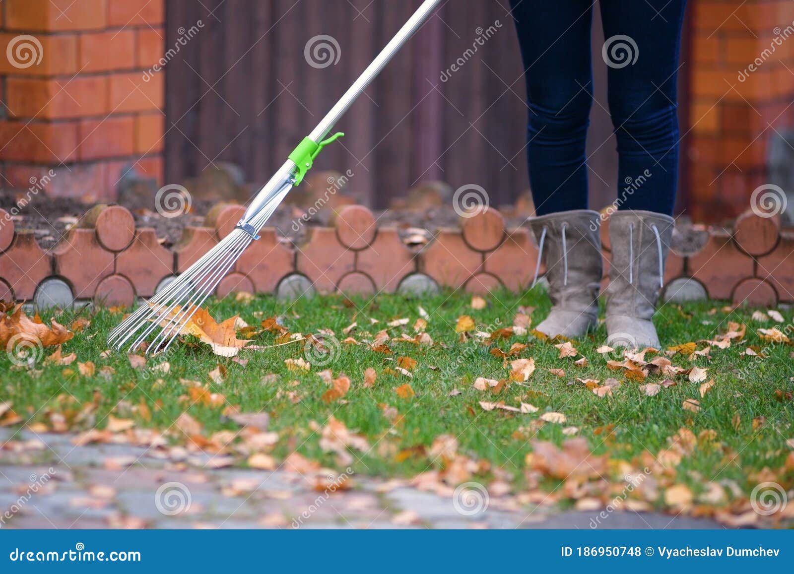 Close-up of a Lawn from Which Fallen Leaves are Raked Stock Photo ...