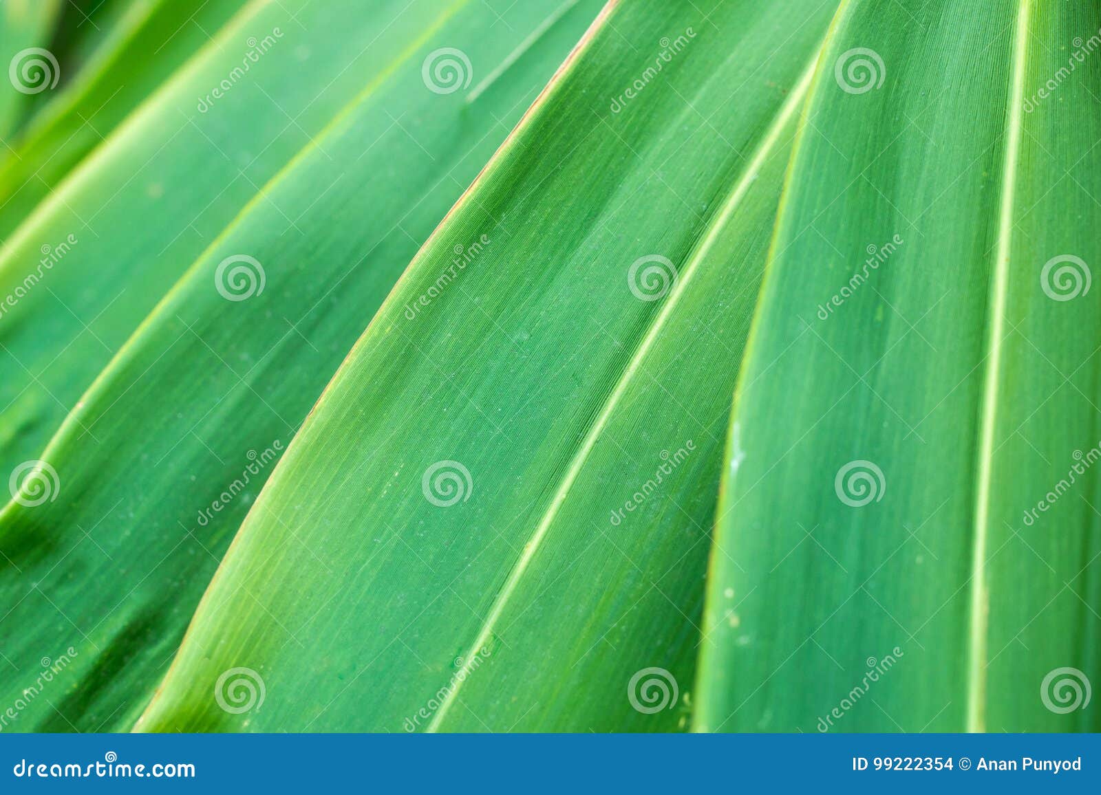 Close Up Layer Green Leaf Nature Abstract Background Stock Photo ...