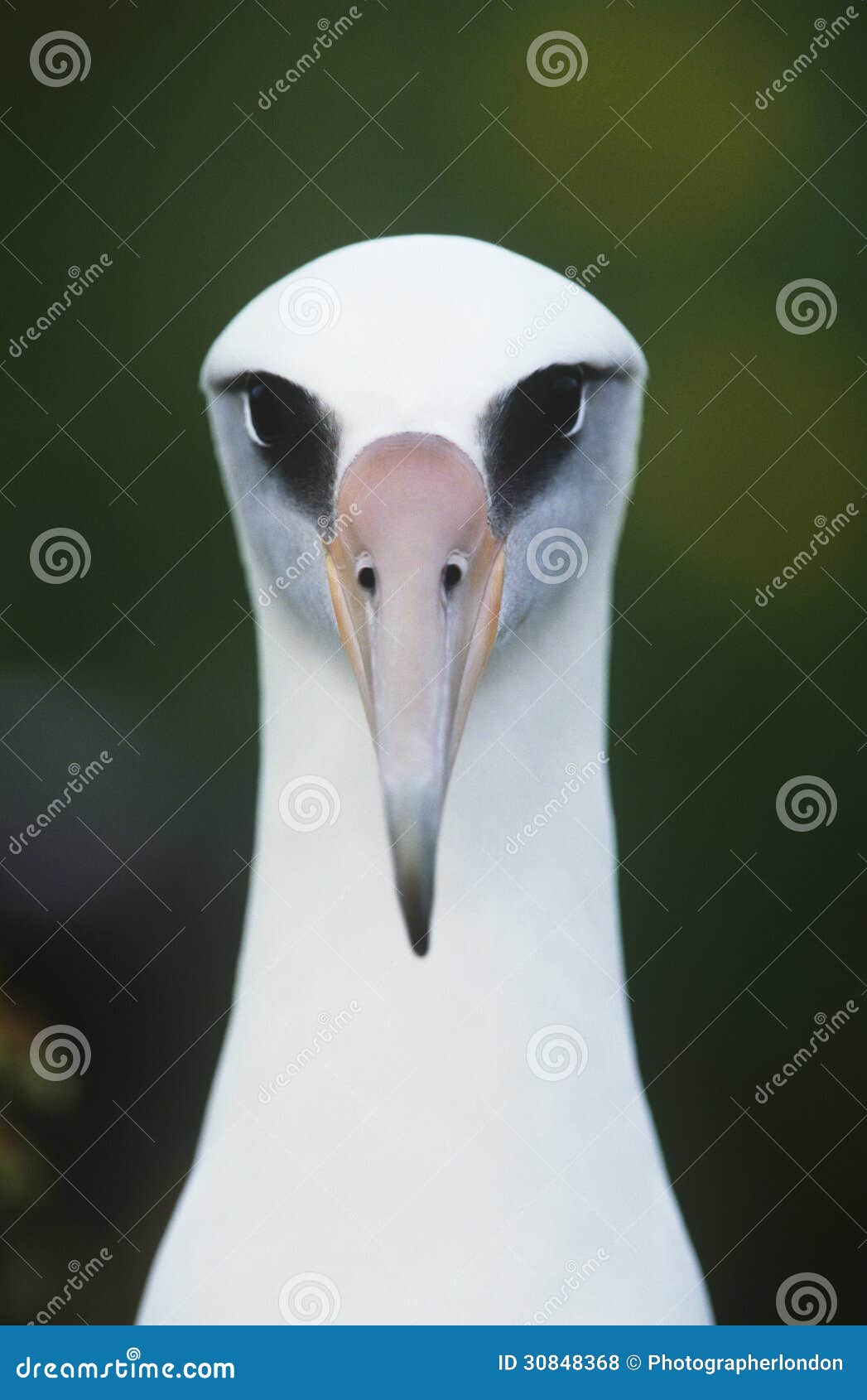 Close-up of Laysan Albatross (Phoebastria Immutabilis) Front View Stock ...