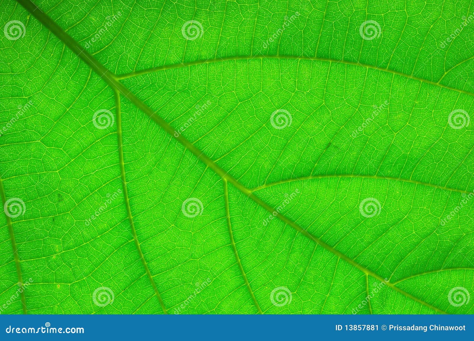 Close up leaf stock image. Image of foliage, plant, abstract - 13857881