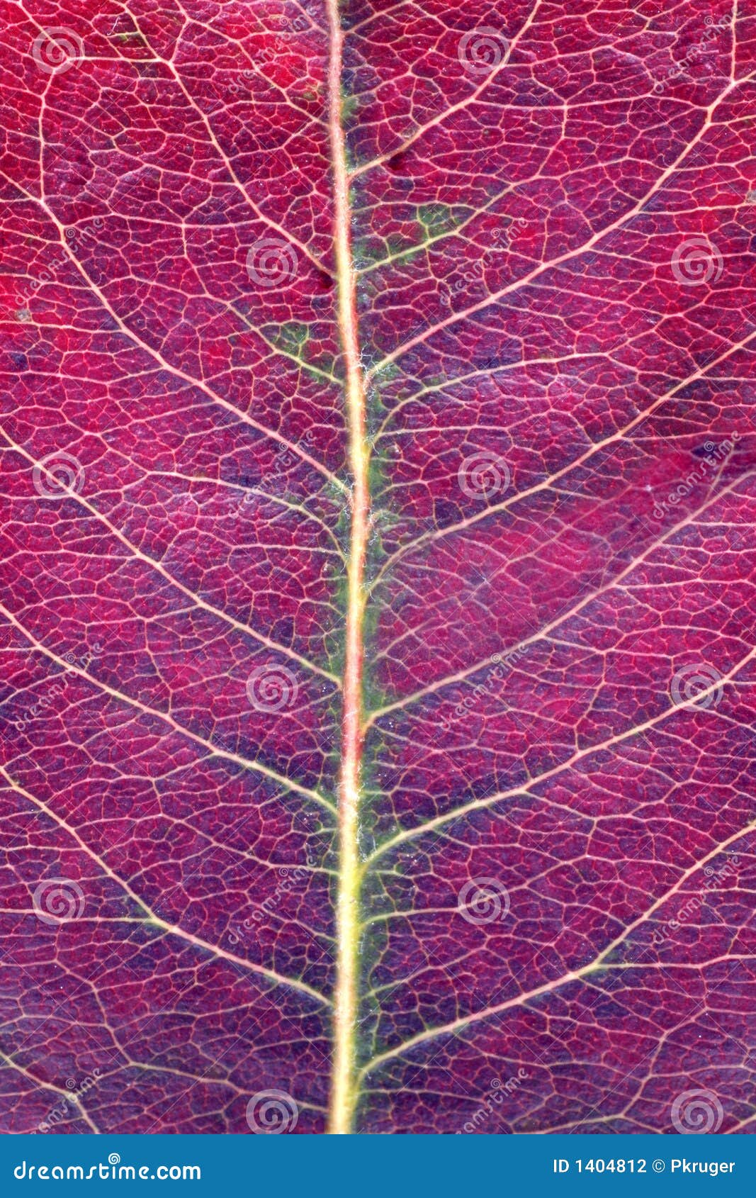 Close up of a leaf stock photo. Image of healthy, detail - 1404812