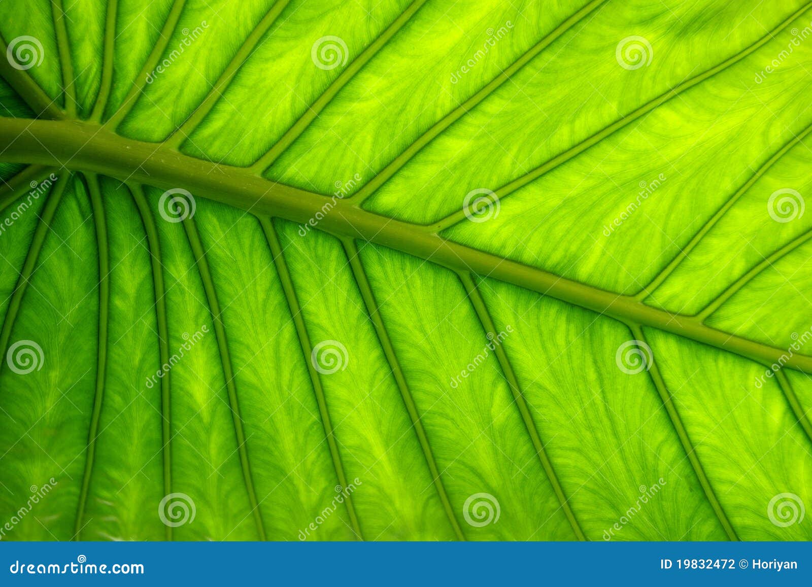 Close up leaf stock photo. Image of closeup, background - 19832472