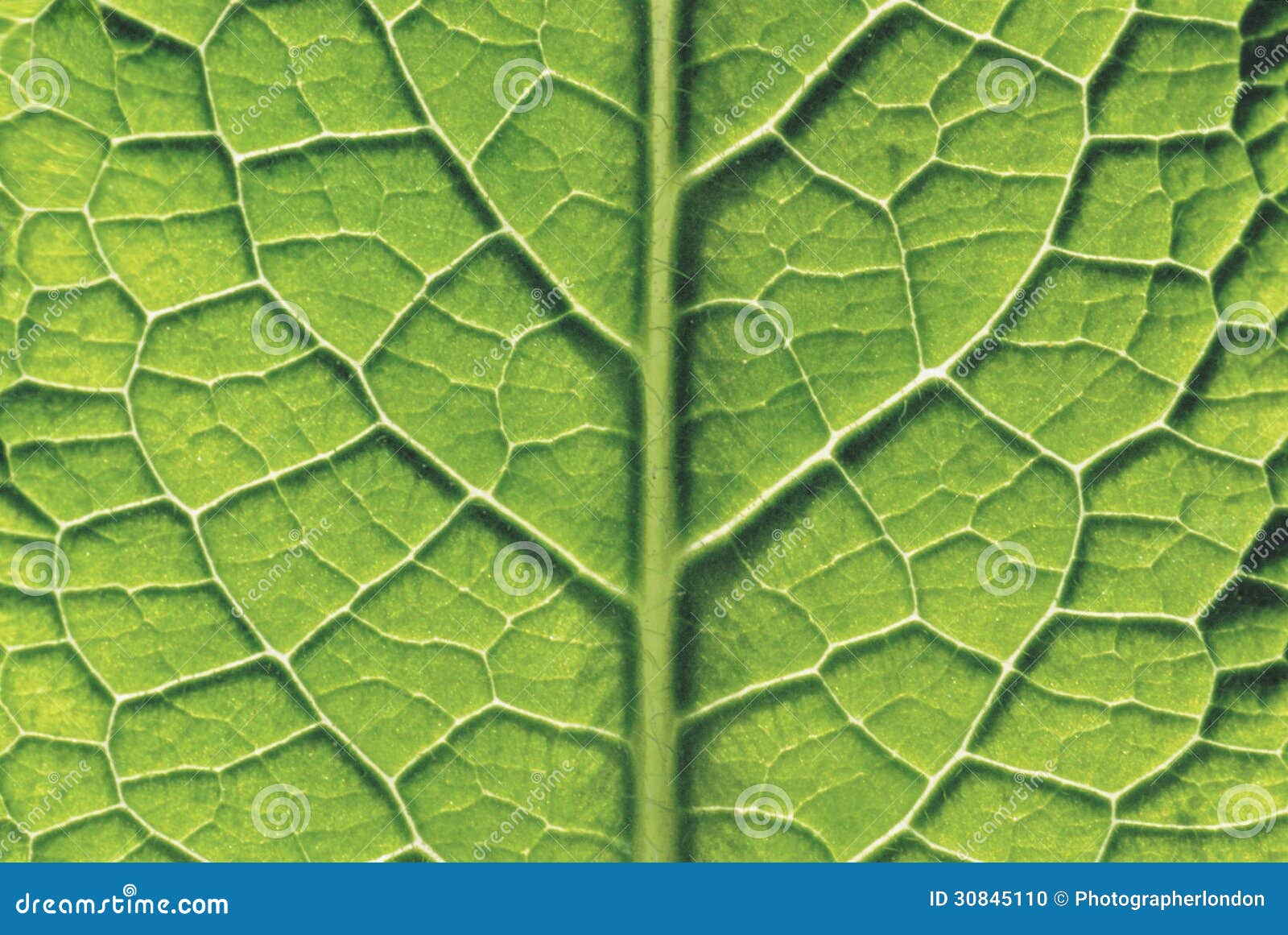 Close-Up of Leaf stock photo. Image of closeup, leaves - 30845110