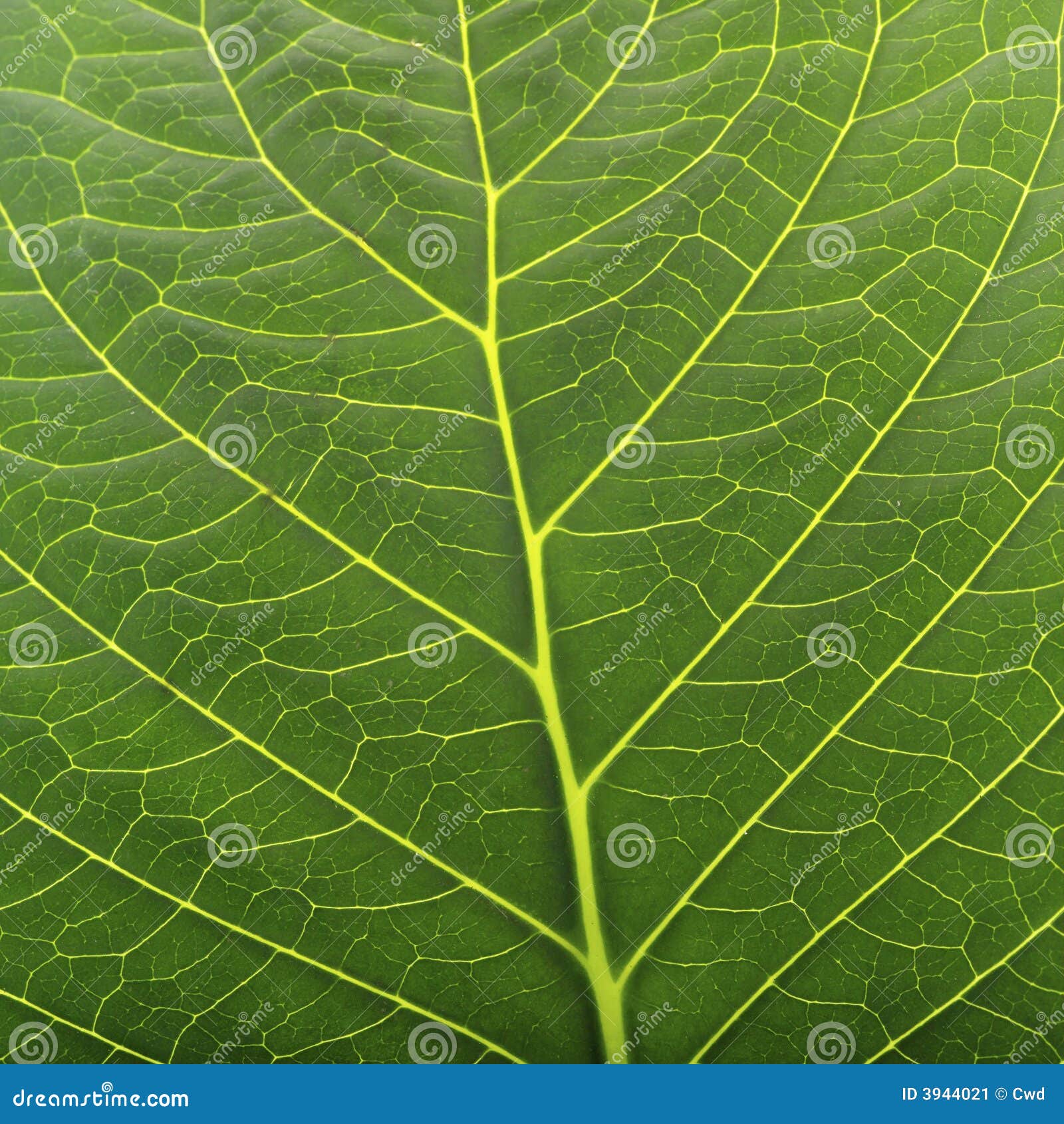 Close up of leaf stock image. Image of environment, macro - 3944021