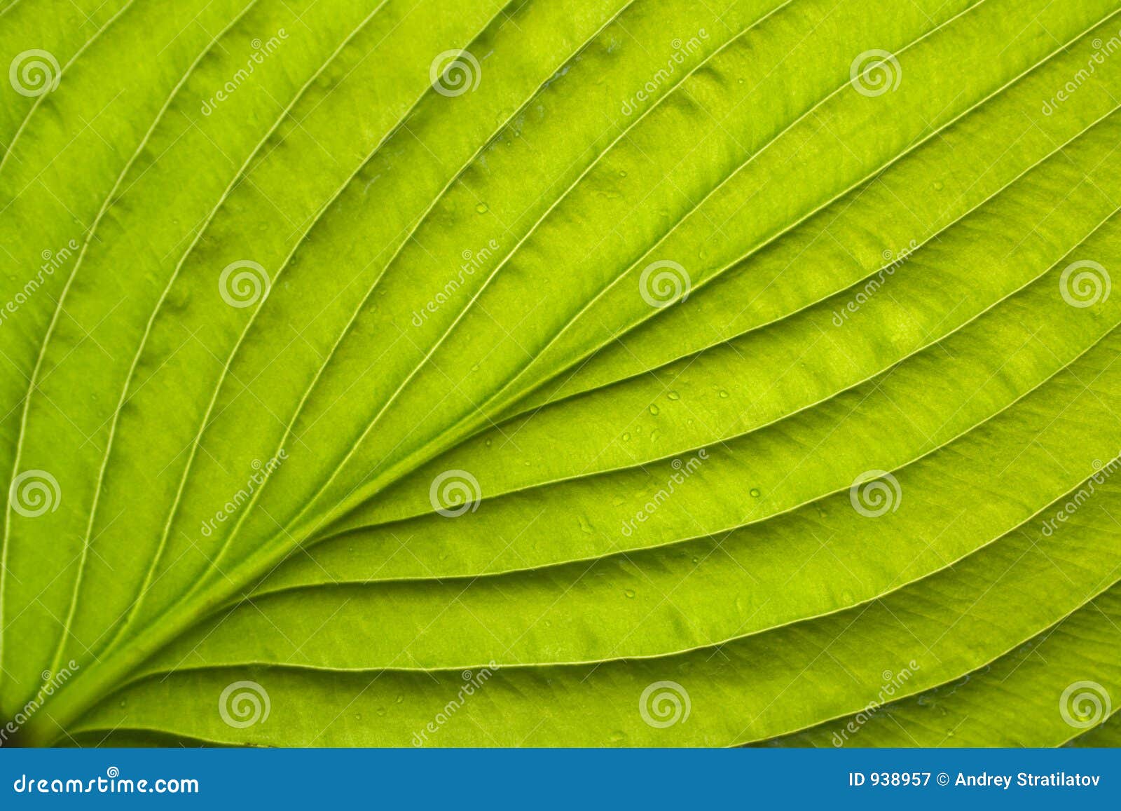 Close-up leaf stock image. Image of leaf, macro, background - 938957