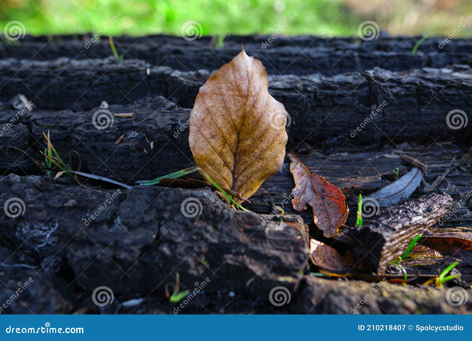 Close-up of a Leaf on an Aged Old Log. Stock Image - Image of dried ...