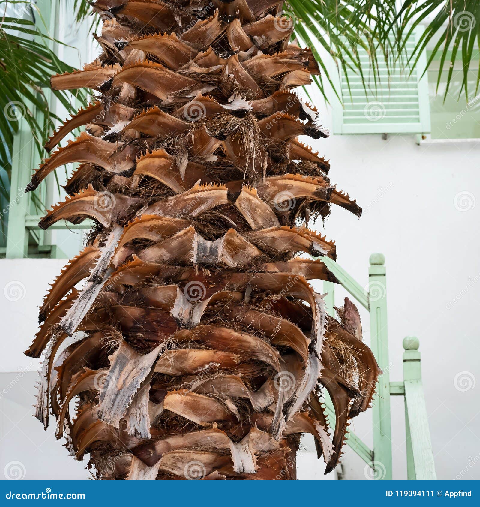 Leaf Bases on the Trunk of a Palm Tree. Stock Image - Image of detail ...