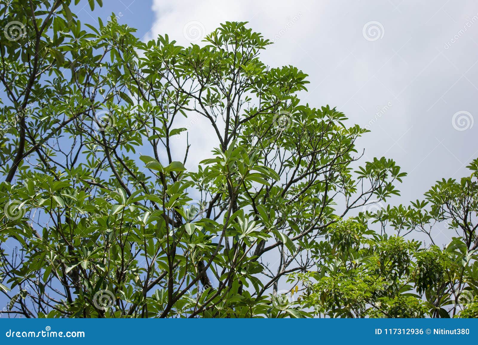 Close Up Leaf of Blackboard Tree Stock Photo - Image of aroma, flowers ...