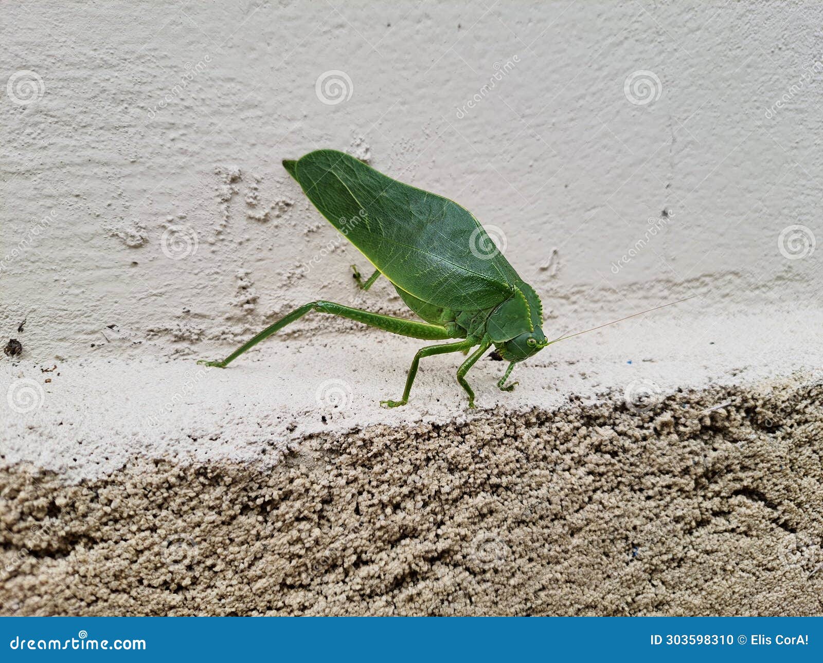 Close Up Leaf Bug (Bicho-folha) or Leaf Bug (Phyllium Siccifolium ...