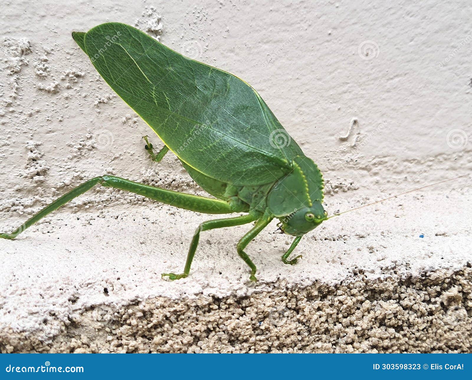 Close Up Leaf Bug (Bicho-folha) or Leaf Bug (Phyllium Siccifolium ...