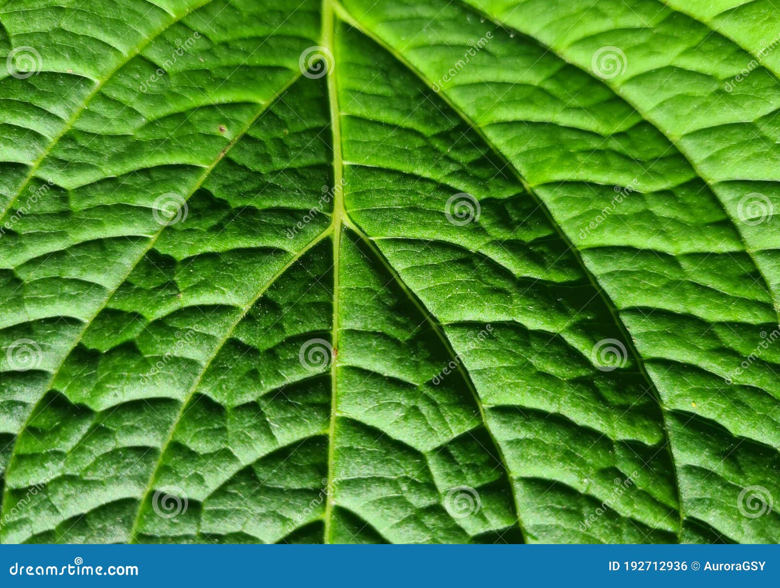 Close Up Leaf stock photo. Image of beauty, ecology - 192712936