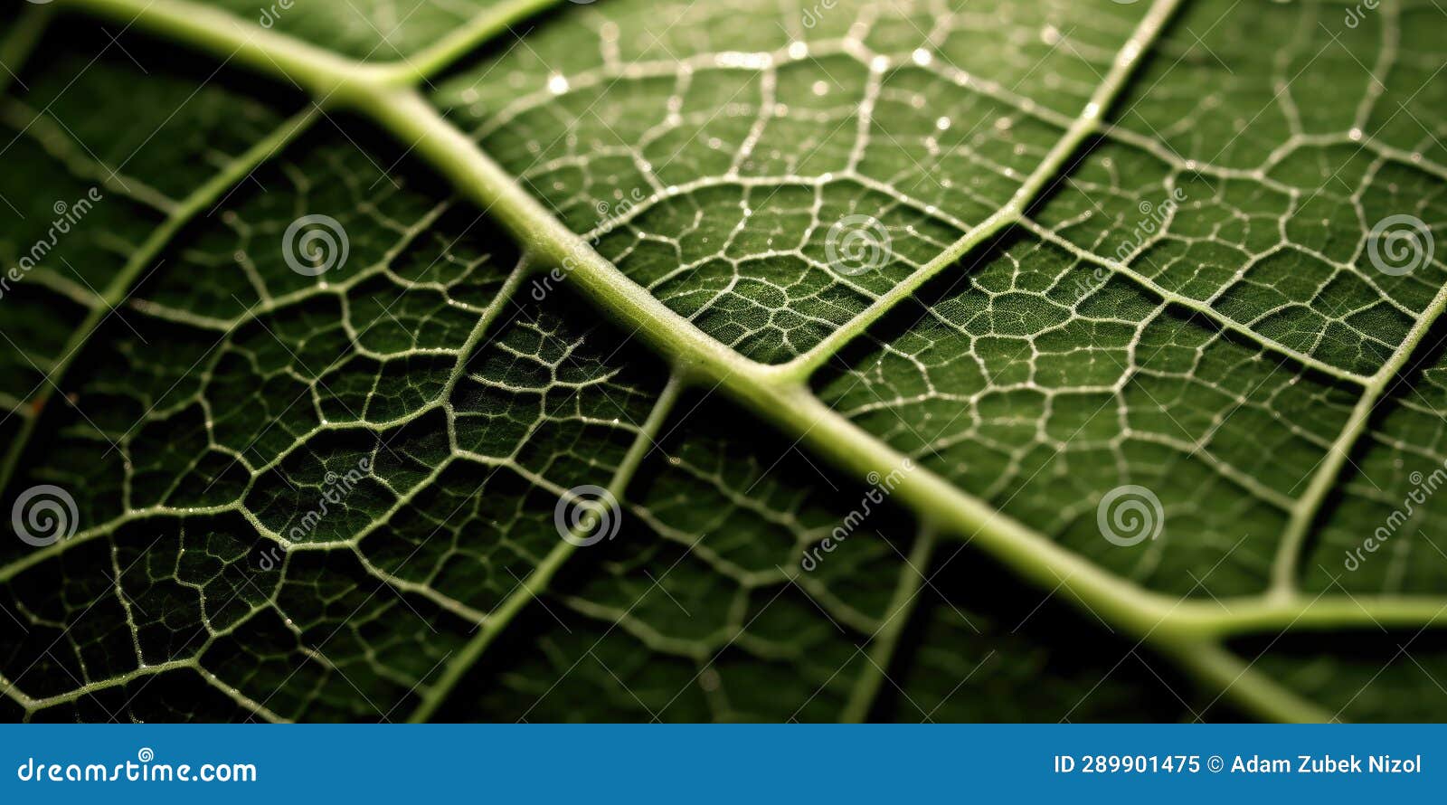 Close up of a leaf stock illustration. Illustration of nature - 289901475