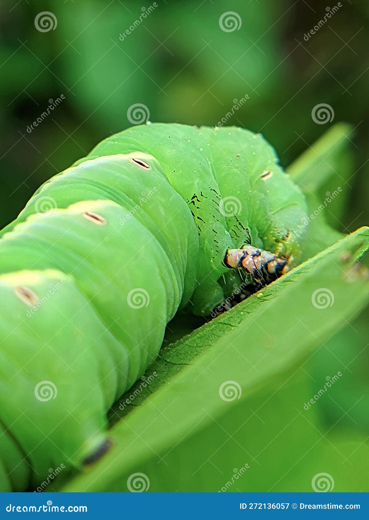 Leaf-eating Green Caterpillars. Insect Animals With Small Heads And ...